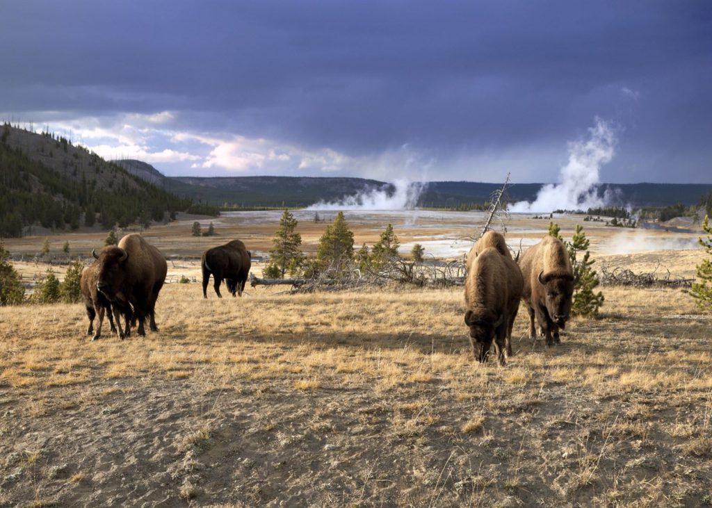 Yellowstone : un parc forgé par le feu et par l'eau | L'Odyssée de la Terre