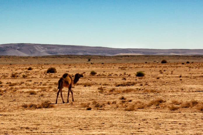 Comment se Forment les Déserts : Comprendre ces Milieux Extrêmes
