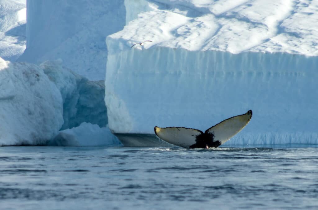 La Calotte Glaciaire du Groenland : un Écosystème en Danger | L'Odyssée ...