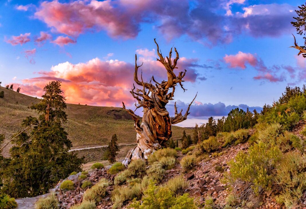 Quels Sont les Plus Vieux Arbres du Monde ? | L'Odyssée de la Terre