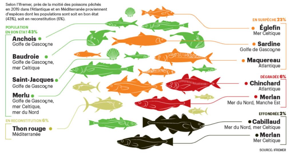 Surpêche dans le Monde : Pourquoi le Vivant est en Danger