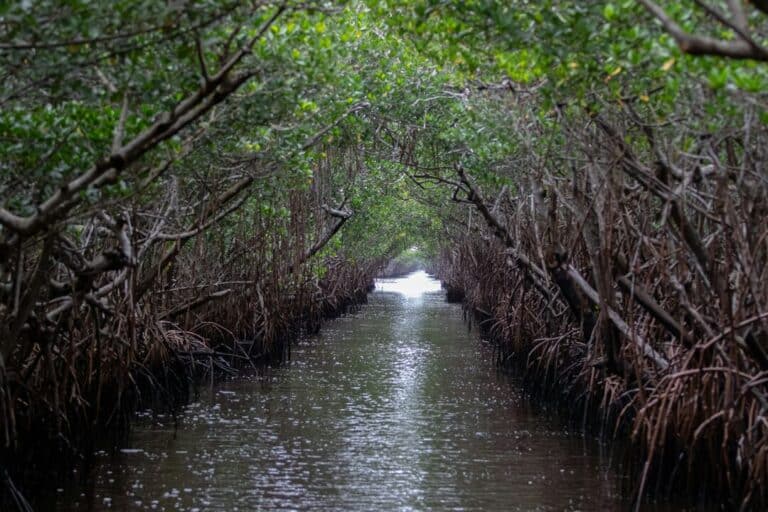 Le Parc National des Everglades en Floride : Guide Nature