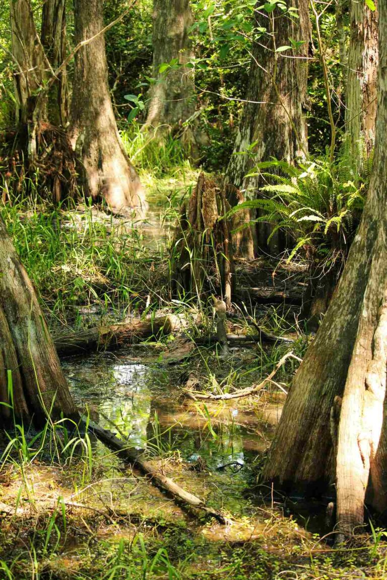 Le Parc National des Everglades en Floride : Guide Nature