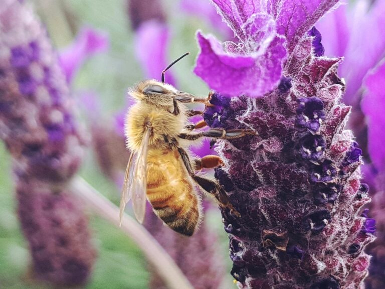 Disparition des abeilles : Causes et Conséquences